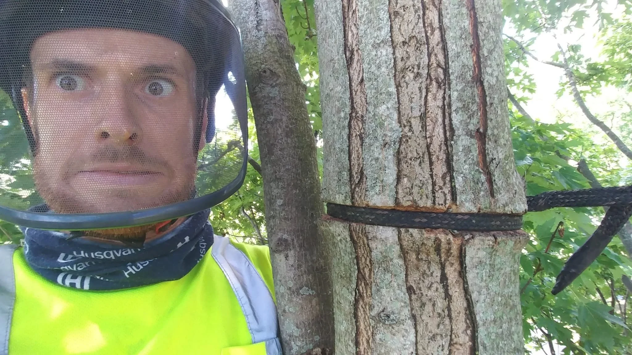 Russell Tree Experts — Cabling for Safer and Longer Living Trees