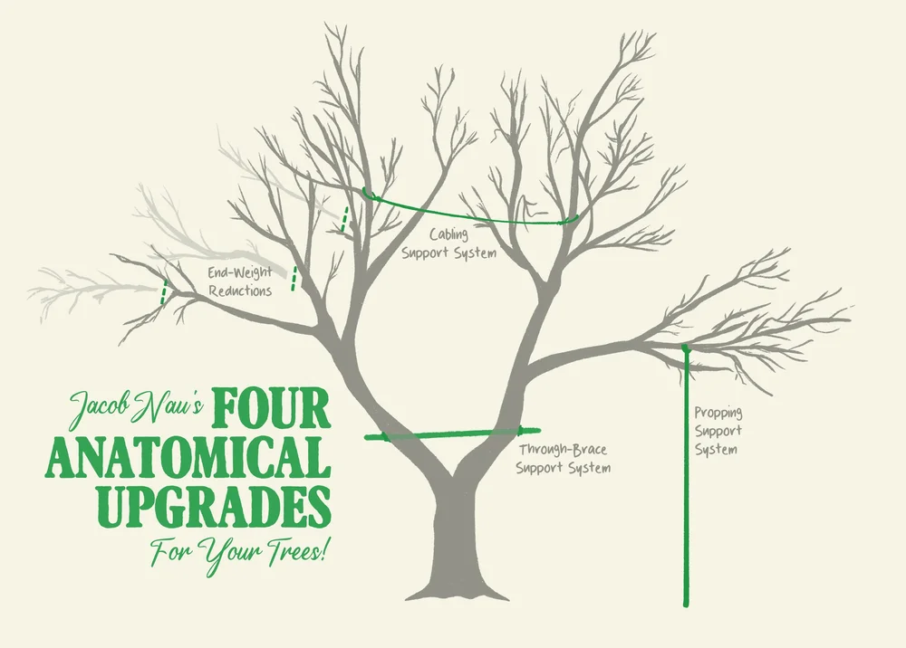 Russell Tree Experts — Anatomical Upgrades for Your Trees!
