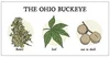 Russell Tree Experts — Why Are We "Buckeyes?"
