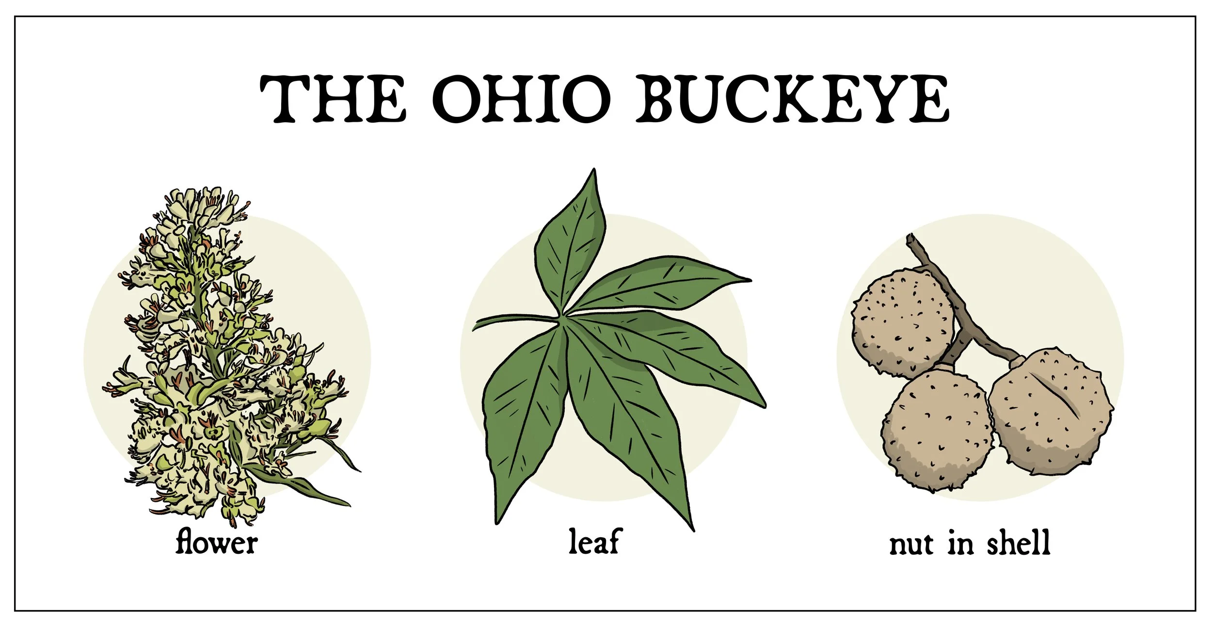 Russell Tree Experts — Why Are We "Buckeyes?"