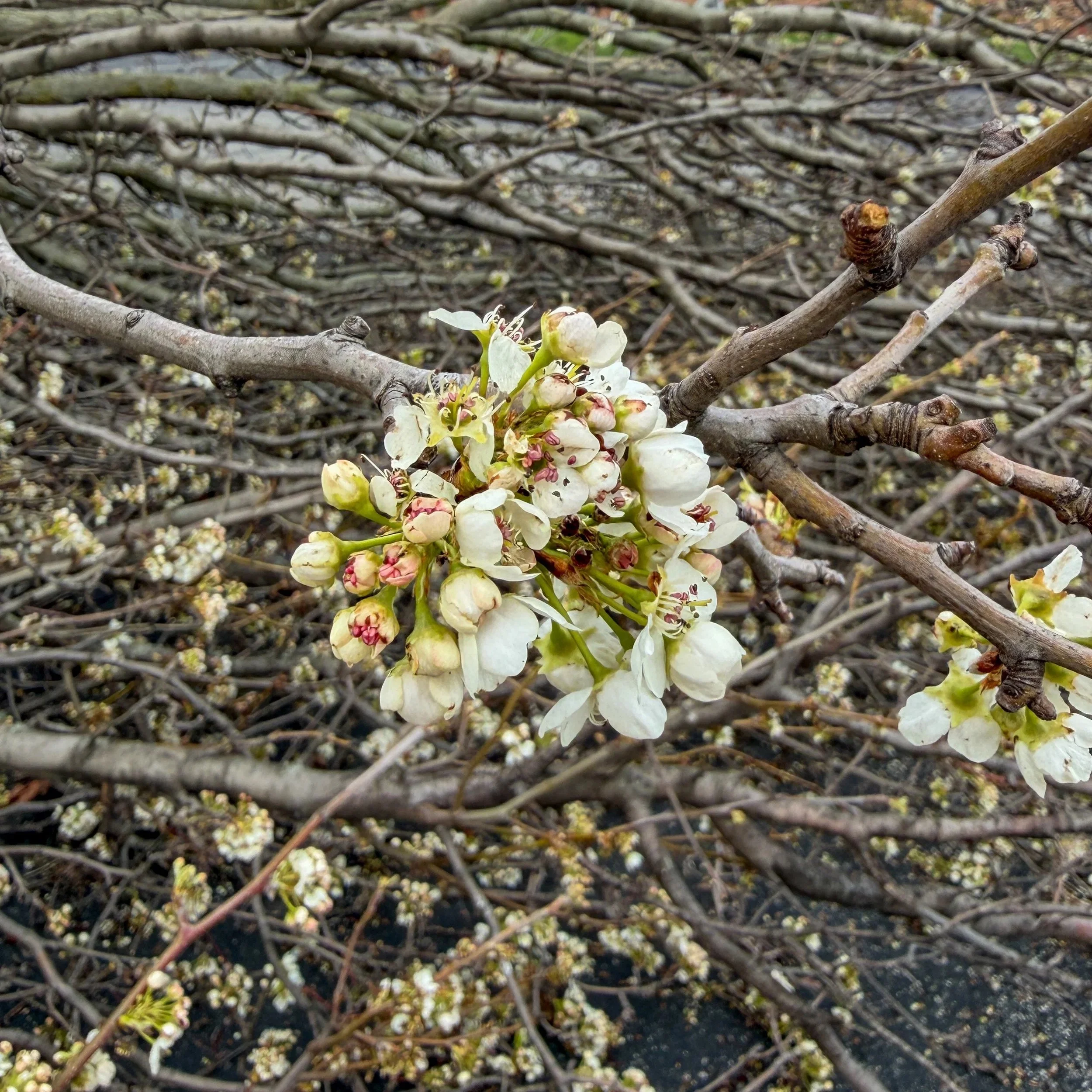 Russell Tree Experts — The Invasive & Illegal Callery Pear