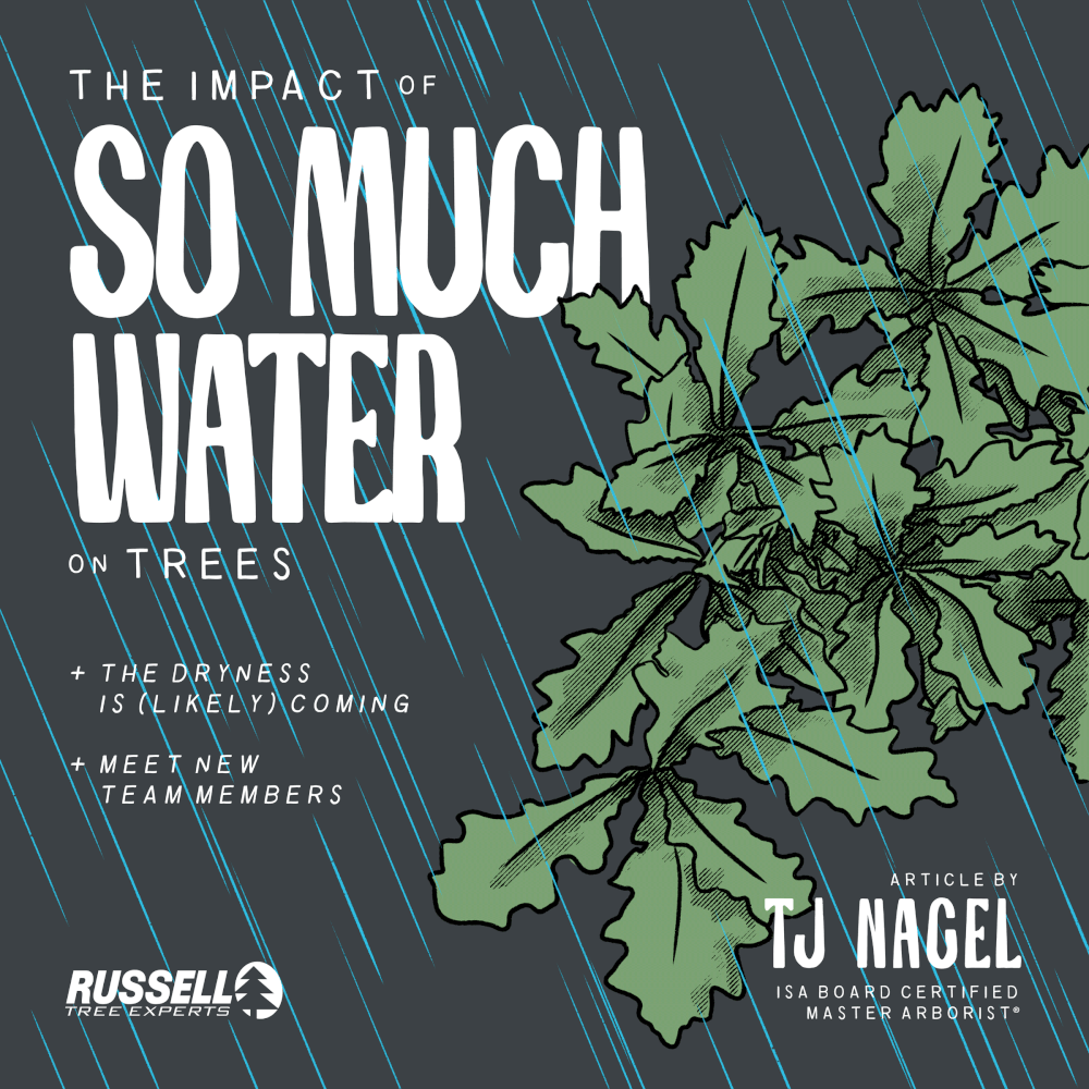 Russell Tree Experts — The Impact of SO MUCH Water on Trees!