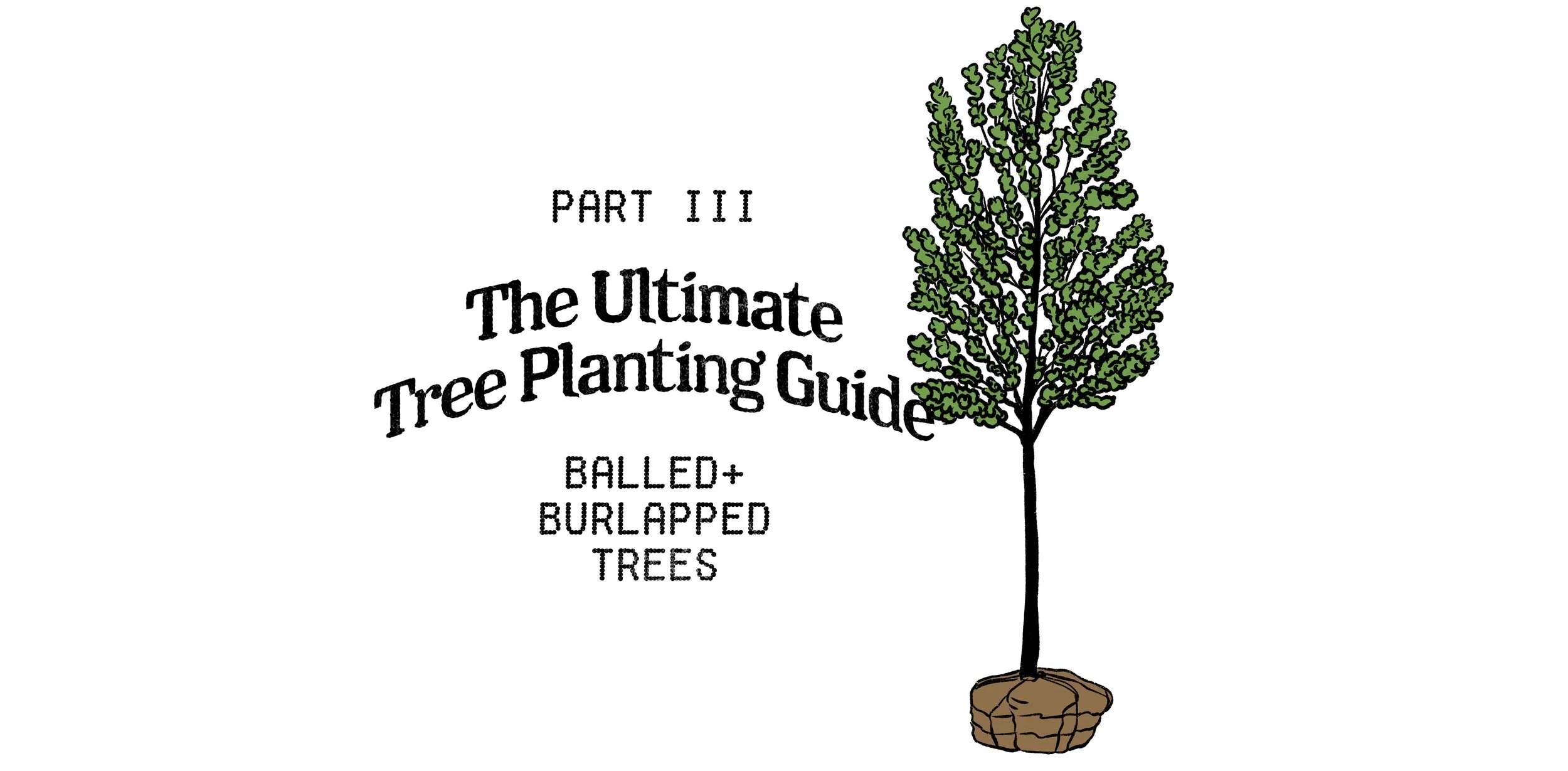 Russell Tree Experts — The ULTIMATE Tree Planting Guide!
