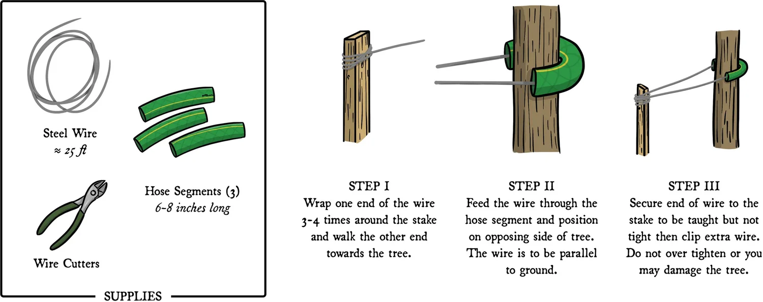 Russell Tree Experts — How and When to Stake a Tree