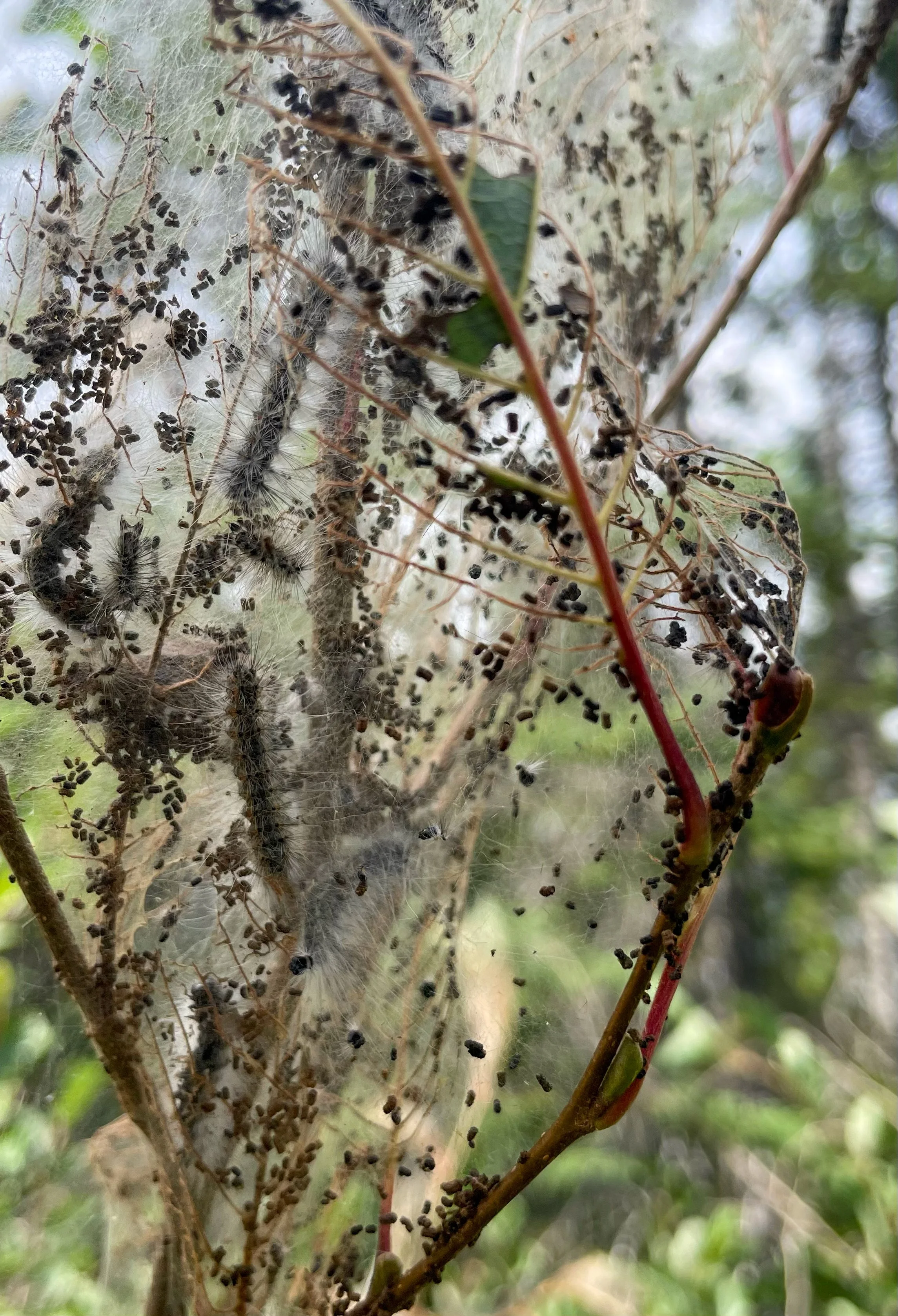 Russell Tree Experts — Fall Webworm: An In-Depth Exploration