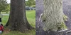 Russell Tree Experts — How to Plant a Balled-and-Burlapped Tree!