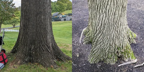 Russell Tree Experts — How to Plant a Balled-and-Burlapped Tree!