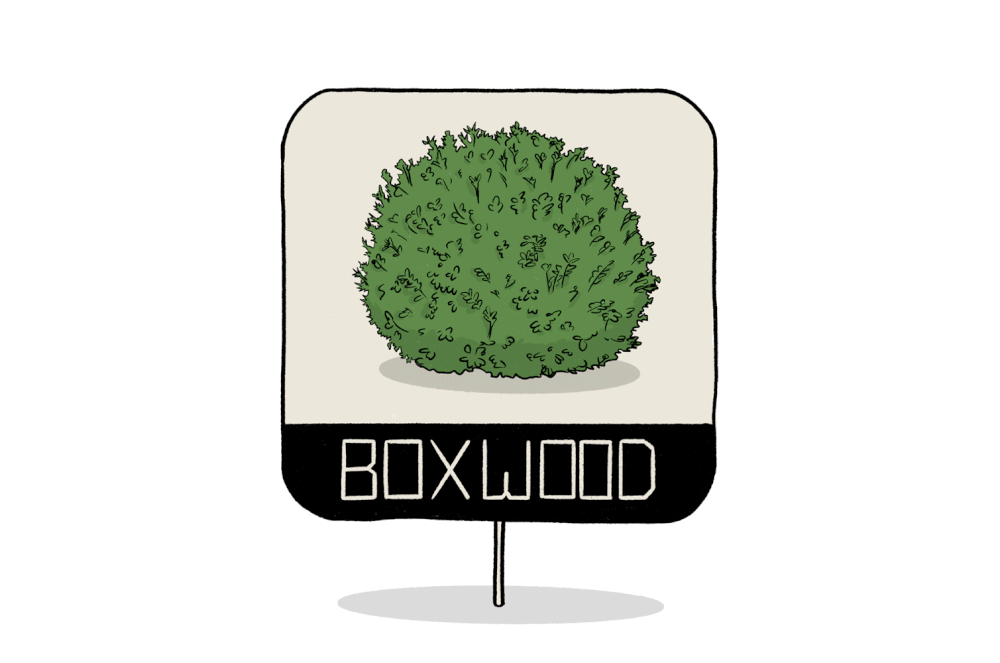 Russell Tree Experts — 10 Boxwood Alternatives