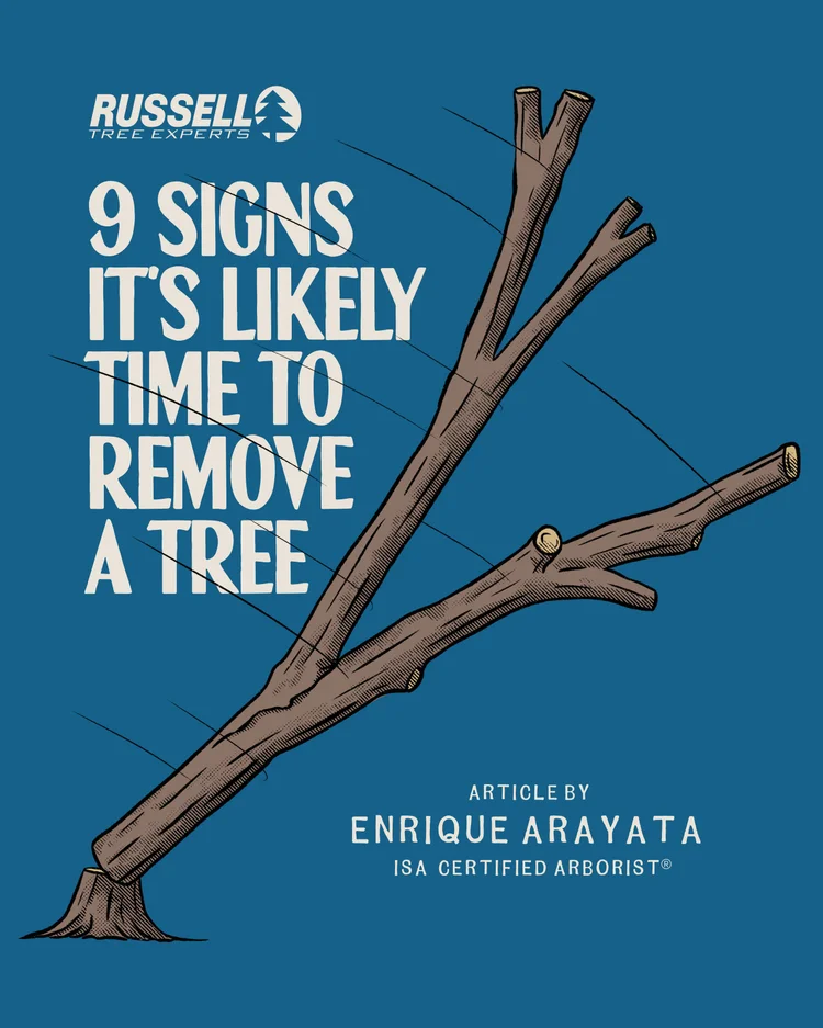 Russell Tree Experts — 9 Signs It’s Likely Time to Remove a Tree