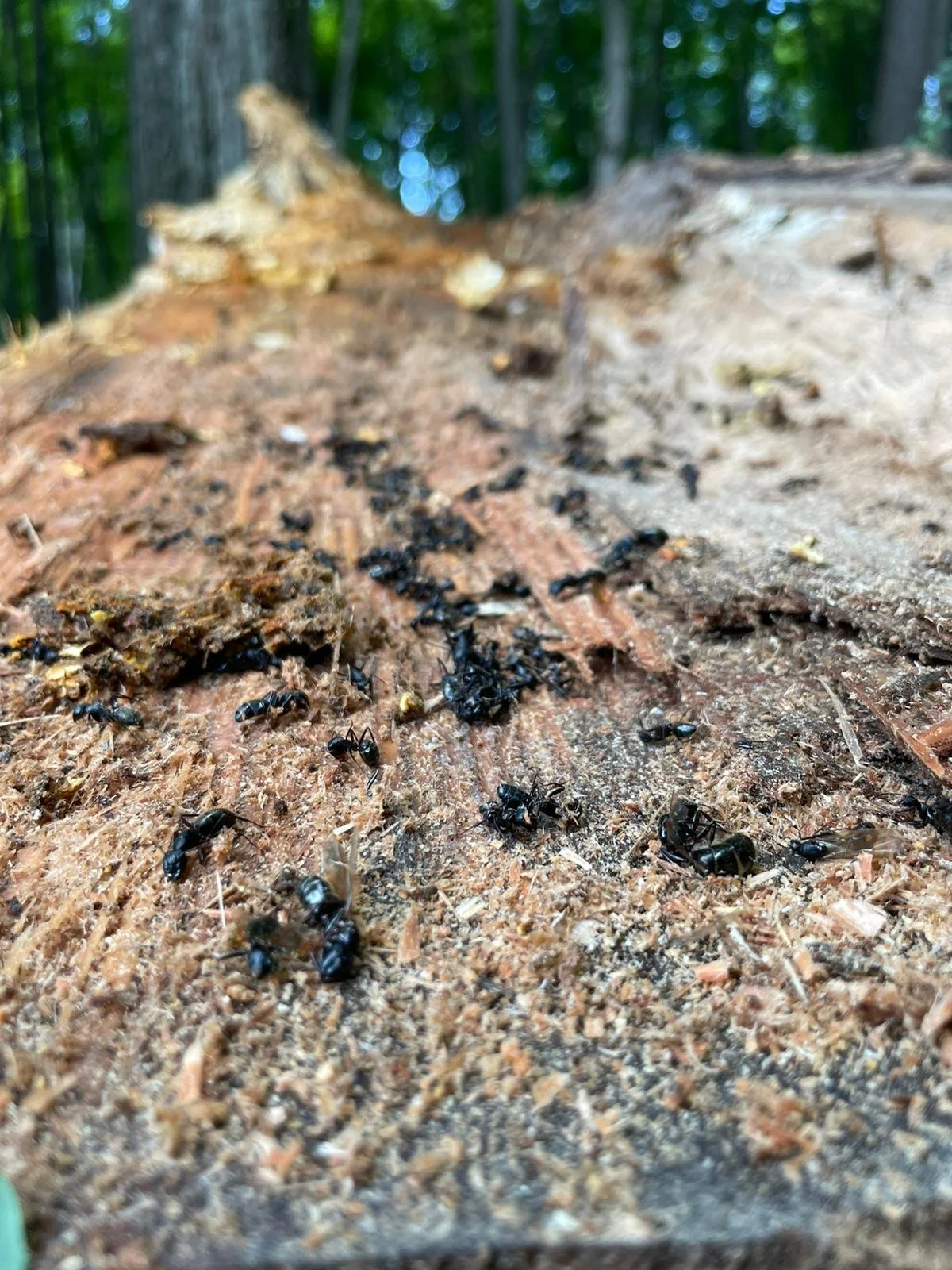Russell Tree Experts — The Misunderstood Scapegoat of Our Landscape ...