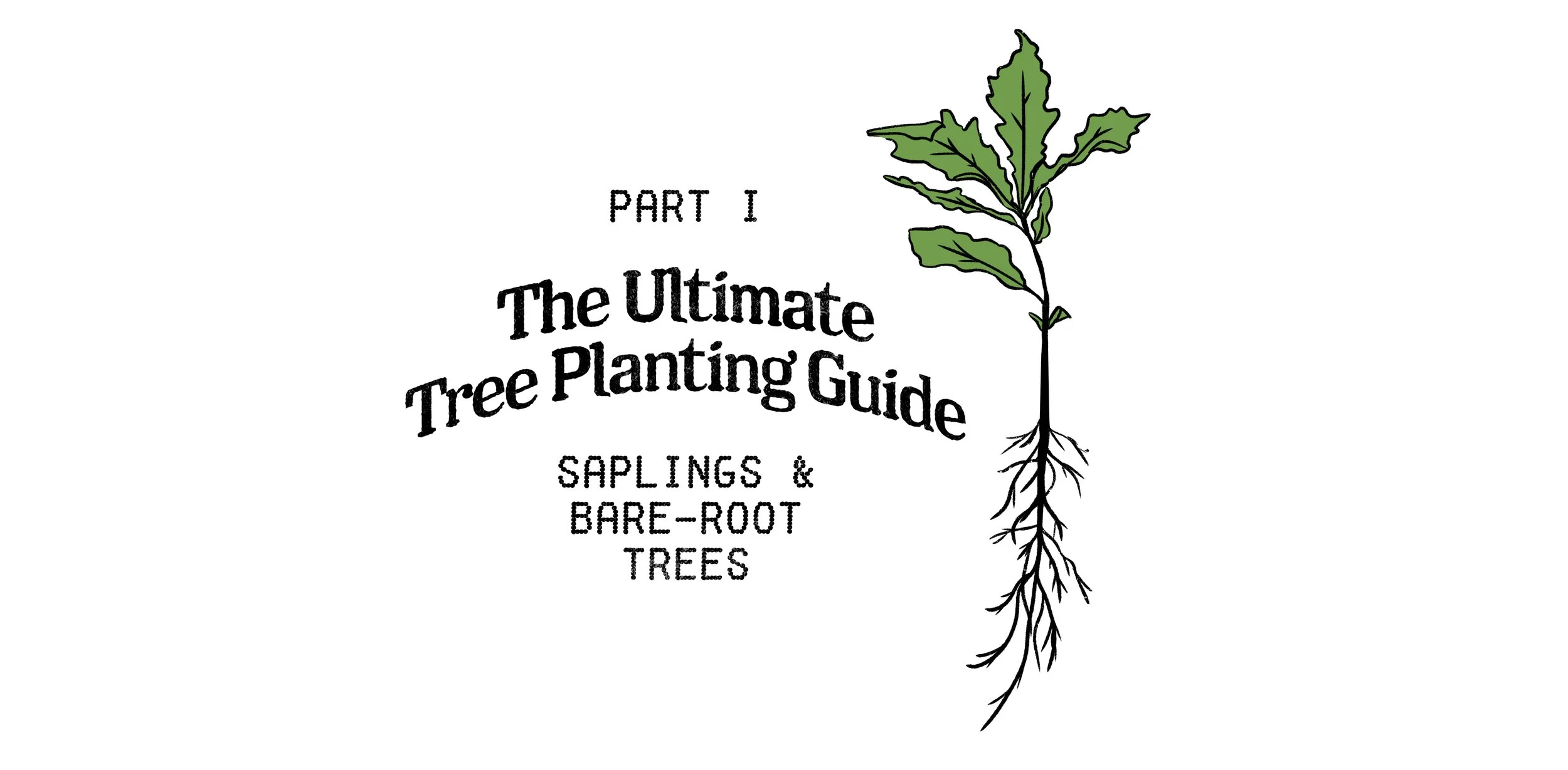 Russell Tree Experts — The ULTIMATE Tree Planting Guide!