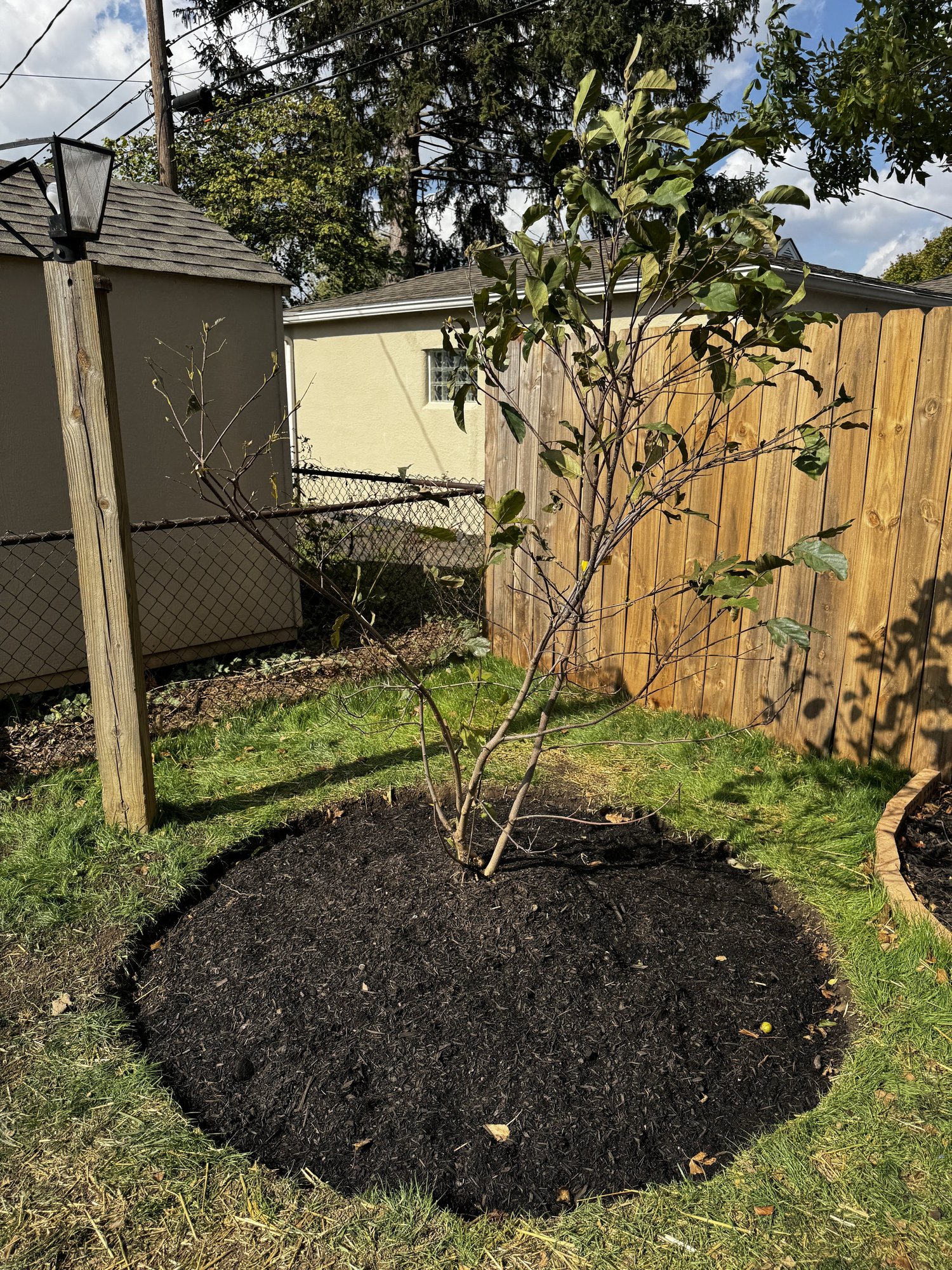 Russell Tree Experts — Right Tree, Right Place!