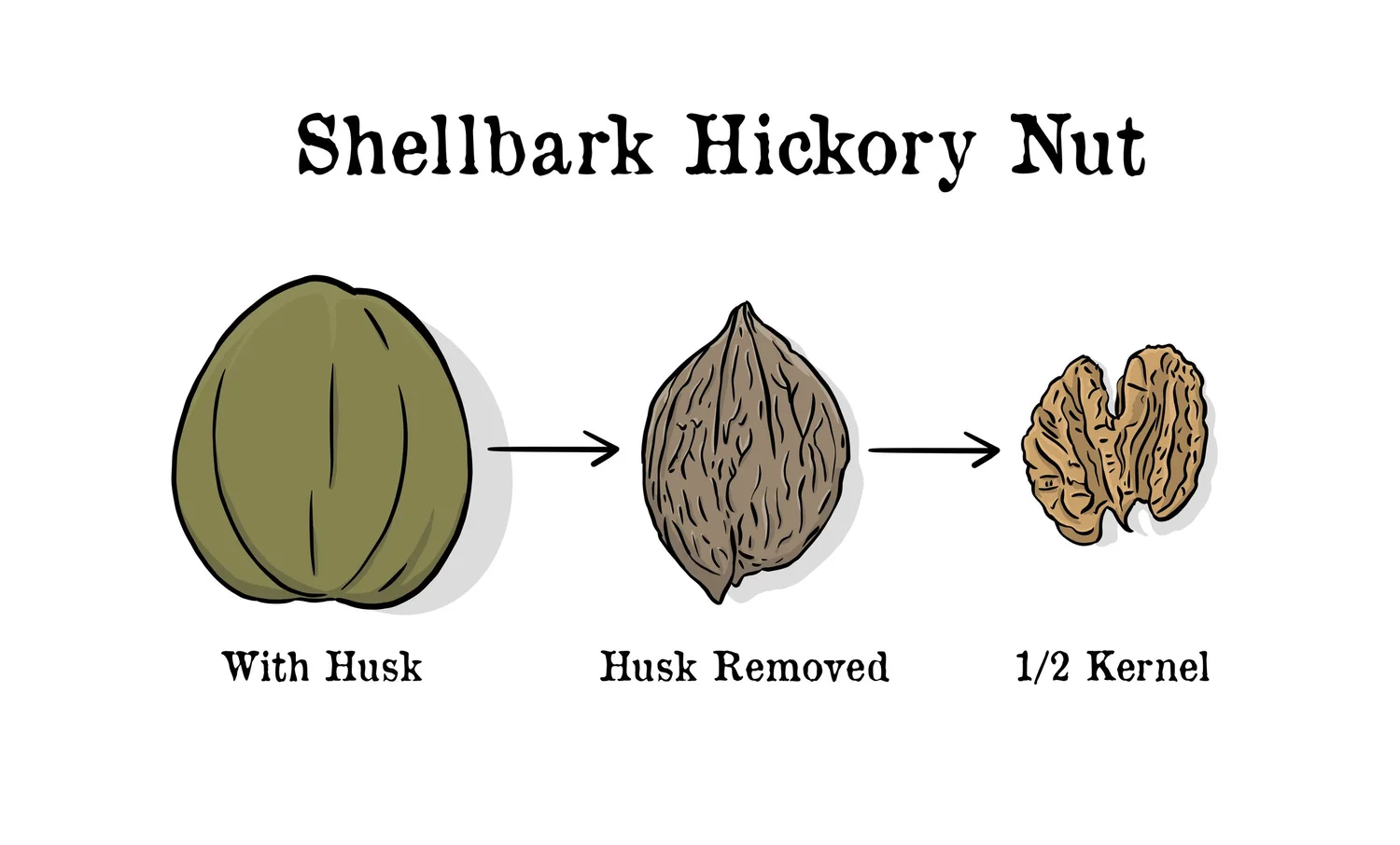 Russell Tree Experts — Are Hickory nuts better than Pecans?