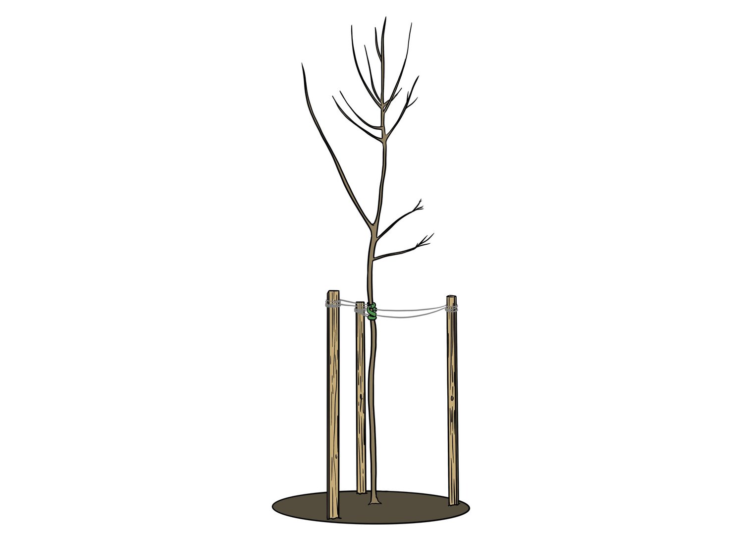 Russell Tree Experts — How and When to Stake a Tree