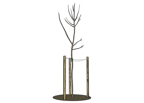 Russell Tree Experts — How and When to Stake a Tree