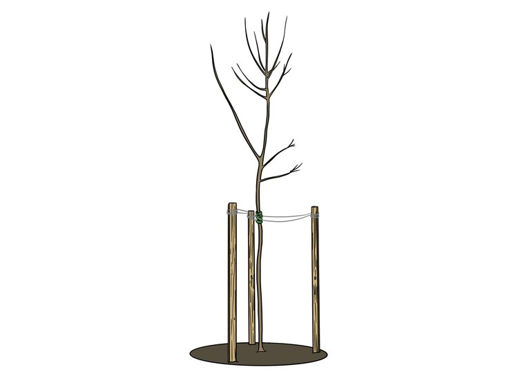 Russell Tree Experts — How and When to Stake a Tree