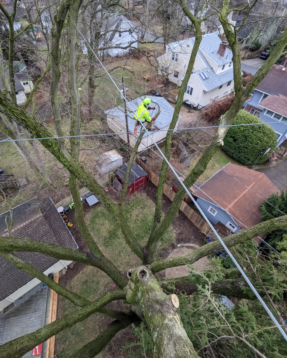 Russell Tree Experts — Anatomical Upgrades for Your Trees!