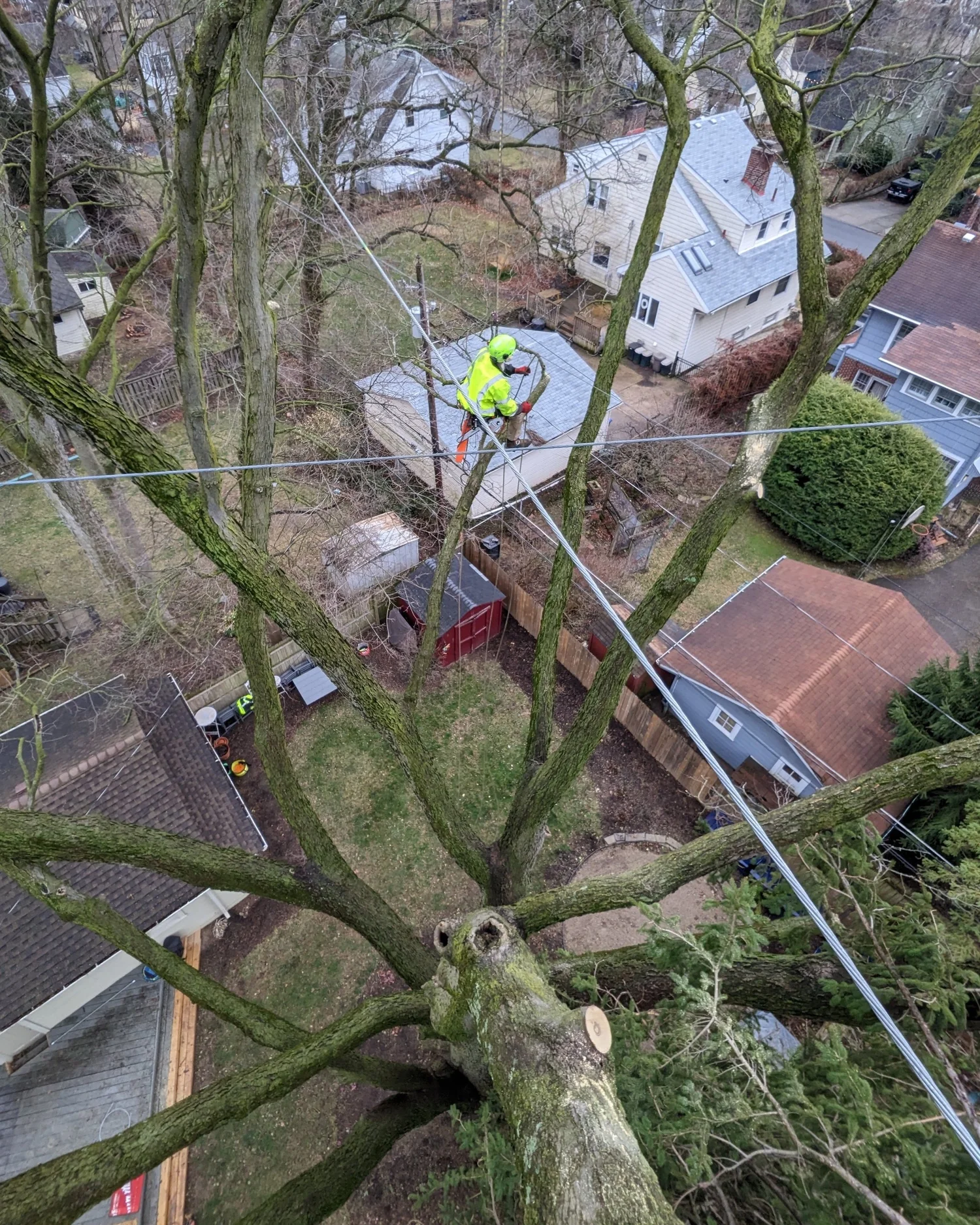 Russell Tree Experts — Anatomical Upgrades for Your Trees!