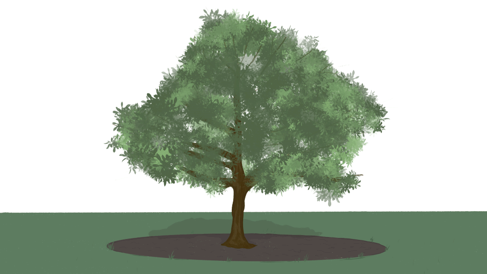 Russell Tree Experts — How to Plant a Balled-and-Burlapped Tree!