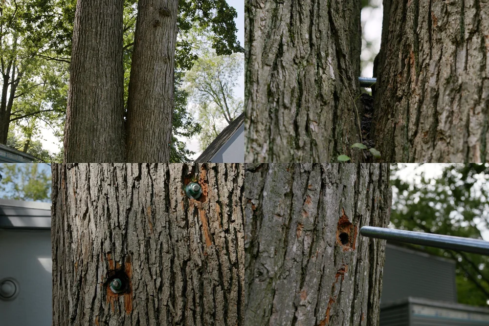 Russell Tree Experts — Anatomical Upgrades for Your Trees!