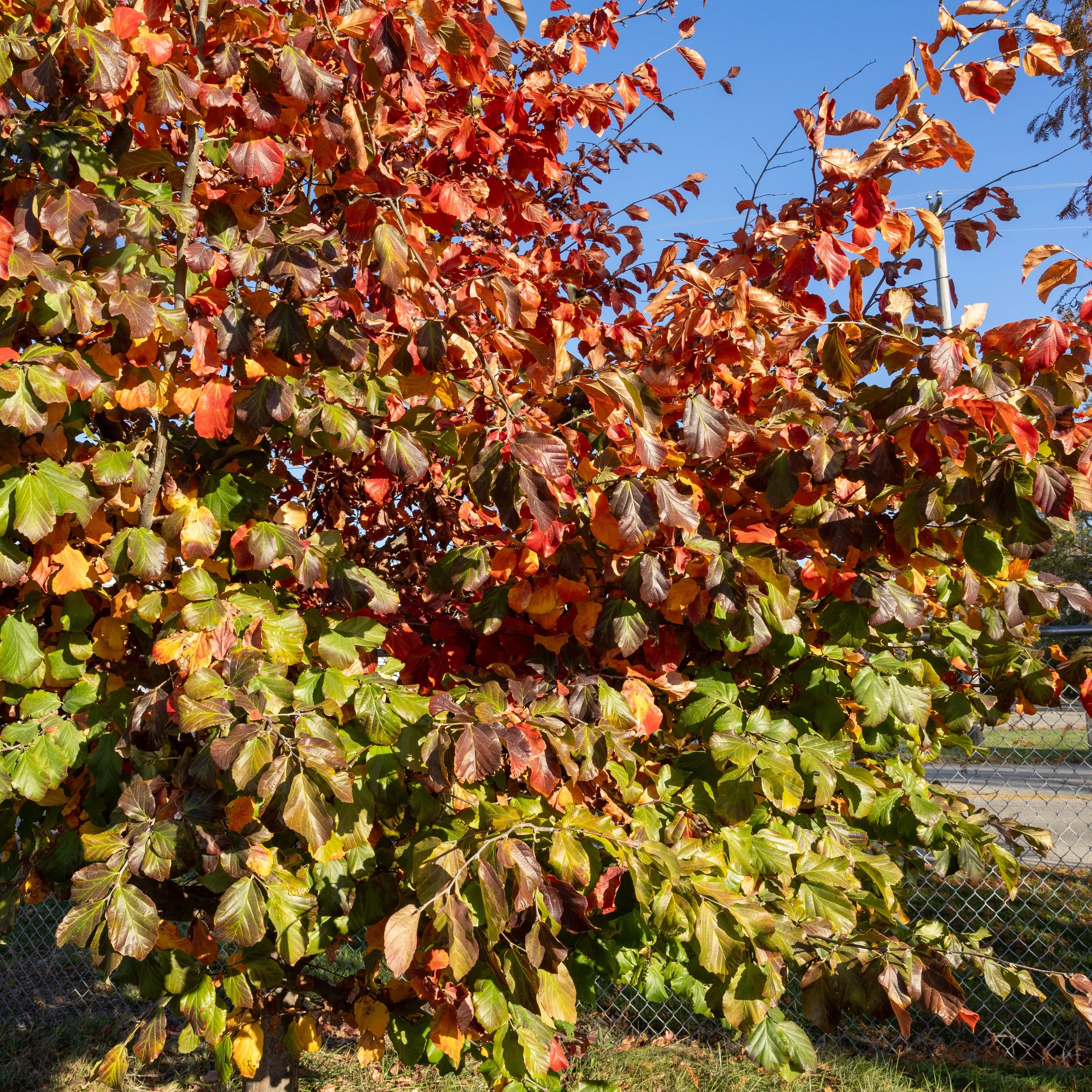 Russell Tree Experts — The Persian Parrotia