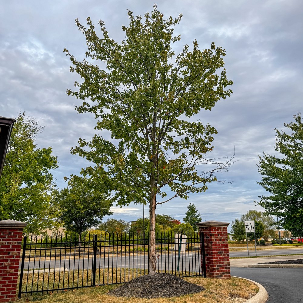 Russell Tree Experts — Mulch Volcanoes & The Hidden Dangers