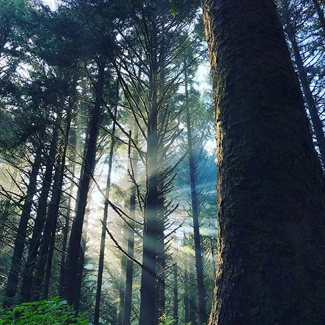 Vox Landscape Design