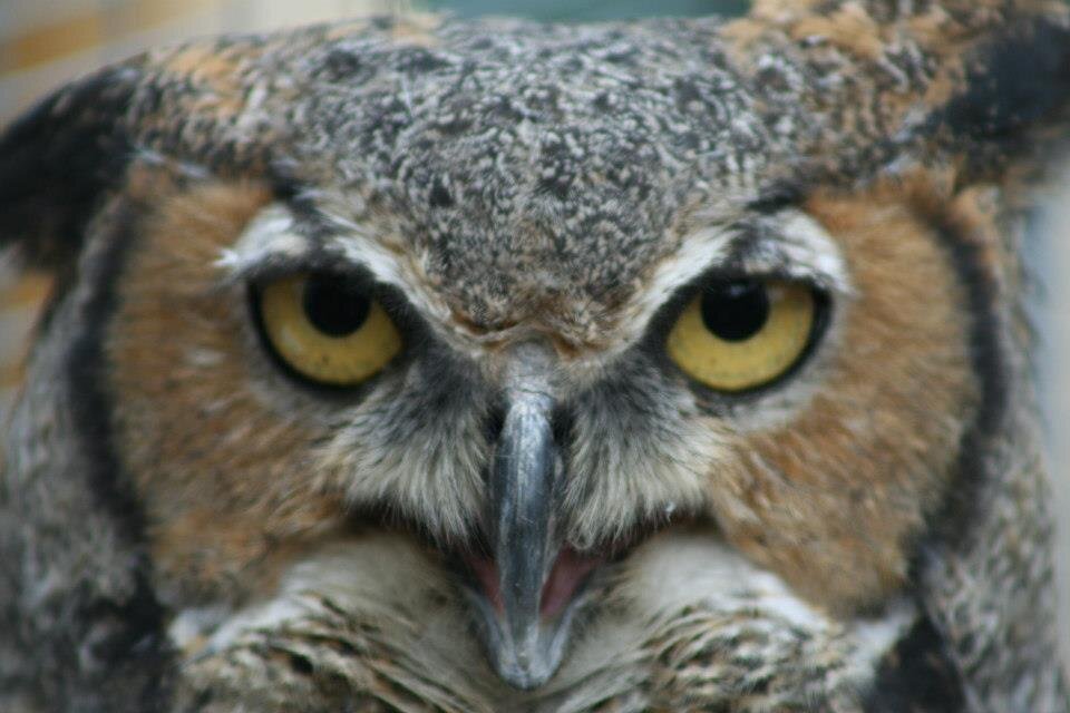 Birds of Prey — Atwood Park