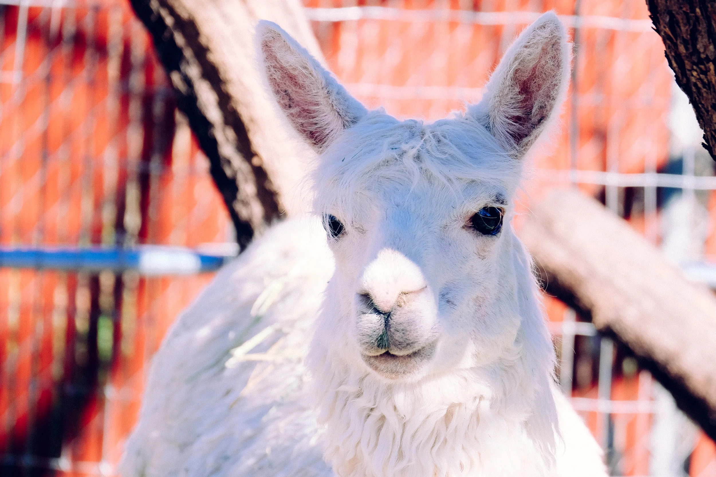 Our Animals — Runnin' W Wildlife Center