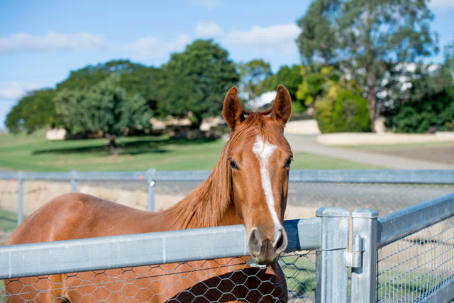 Home — Universal Stables