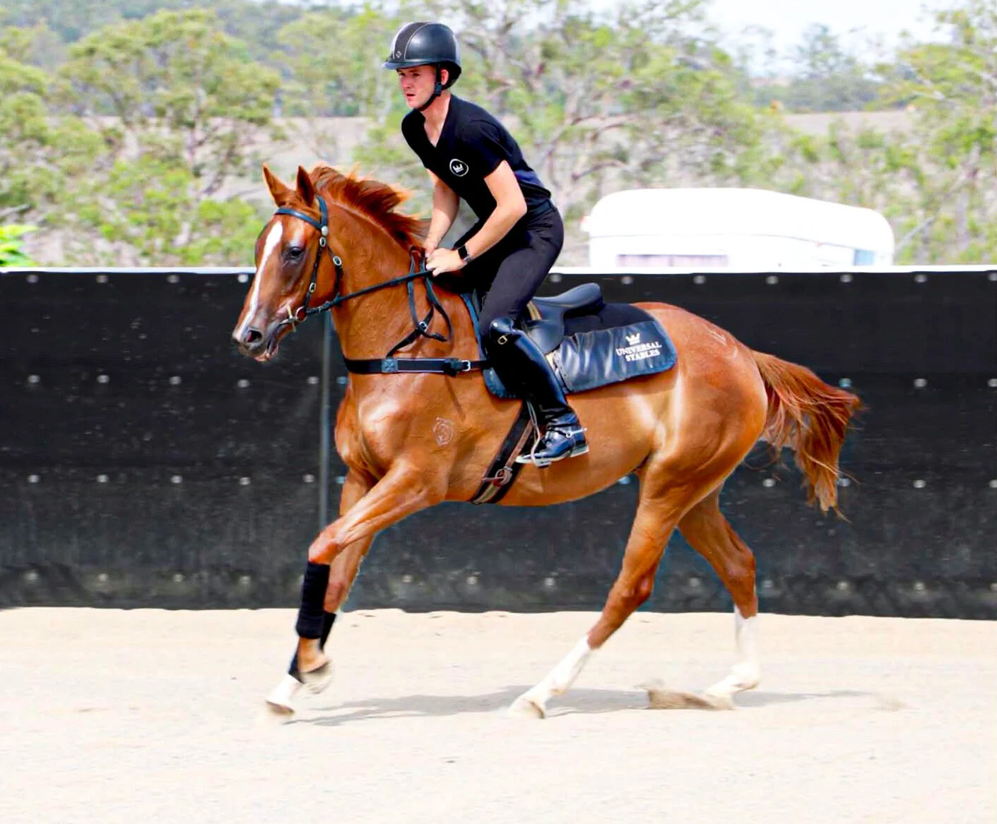 Thoroughbred Pre-Training Queensland — Universal Stables
