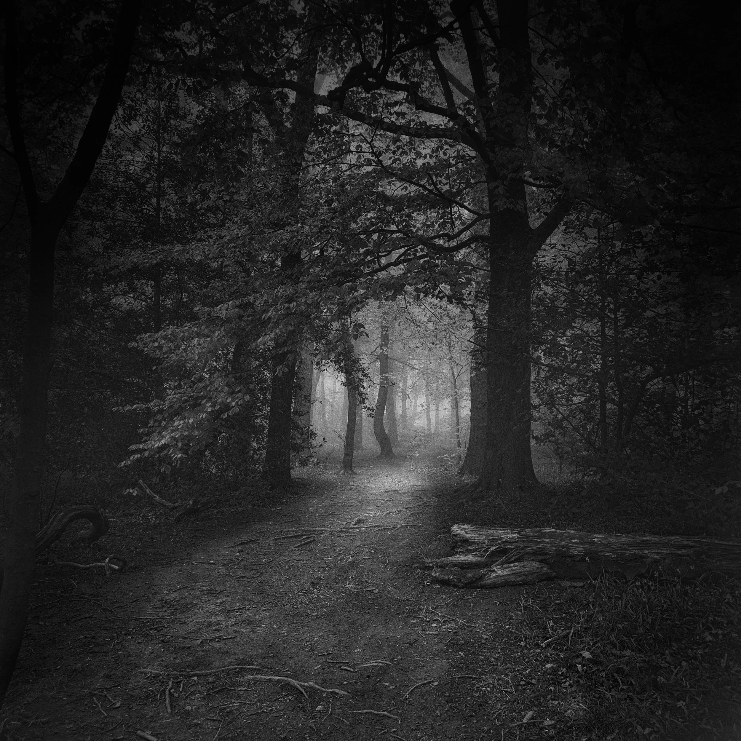 Mark Pimlott Photography