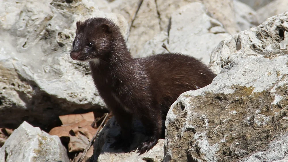 Mink farming industry toes the line as Illinois lawmakers consider ...