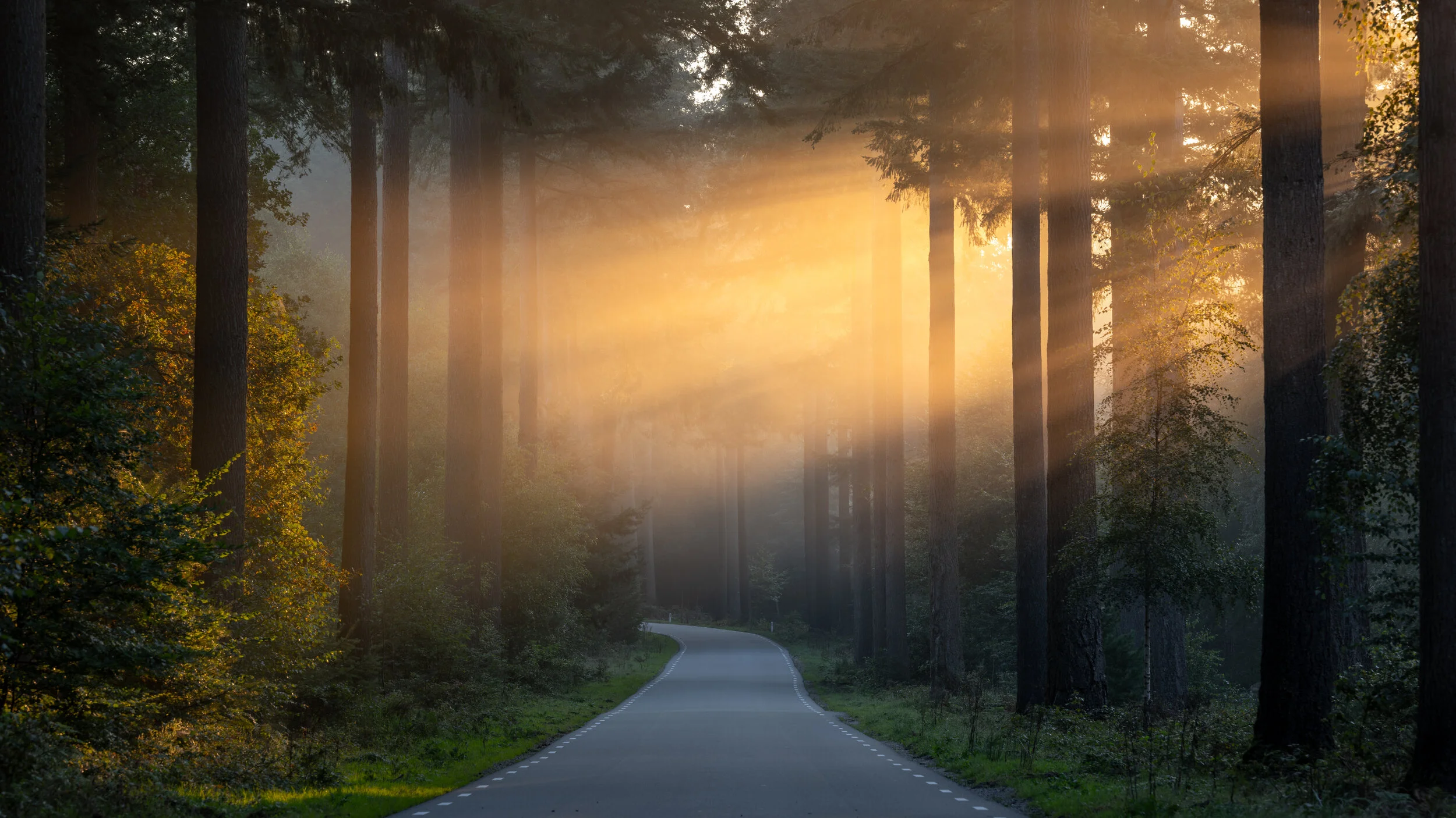 Forest photography - which lens should you use? — Bettman Photography