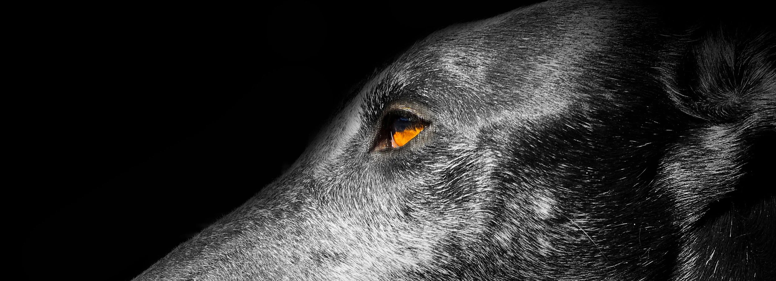 What Does It Mean When A Greyhound Roaches