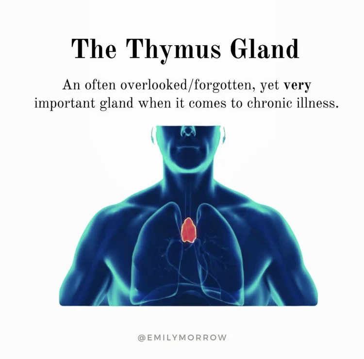 Thymus thymus