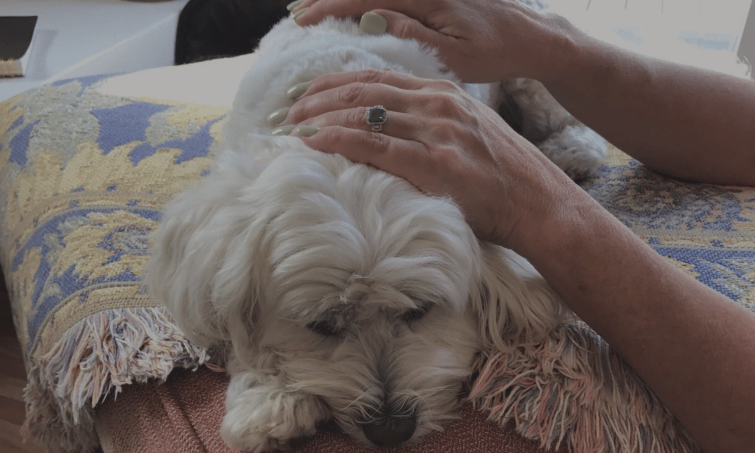 Animal Reiki: Exploring the Possibilities of Reiki Healing for Pets ...