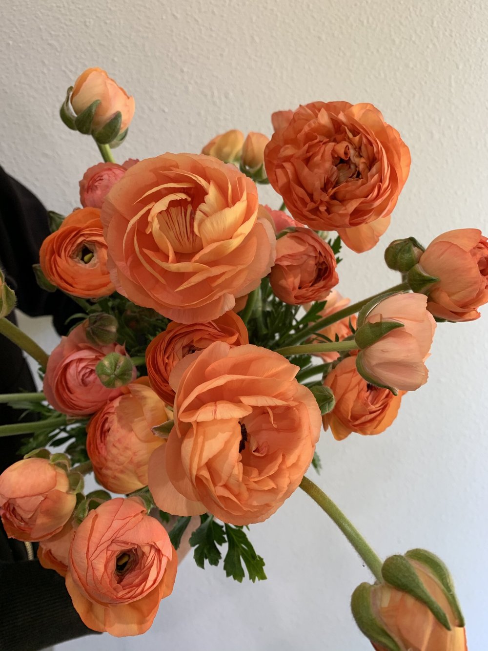 Ranunculus