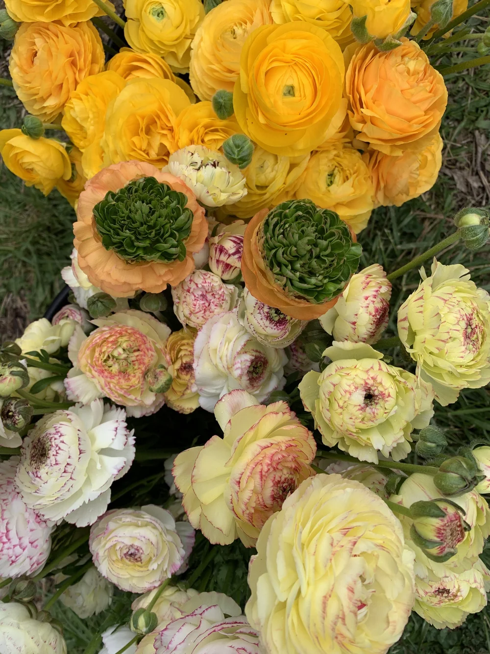 Yellow Ranunculus