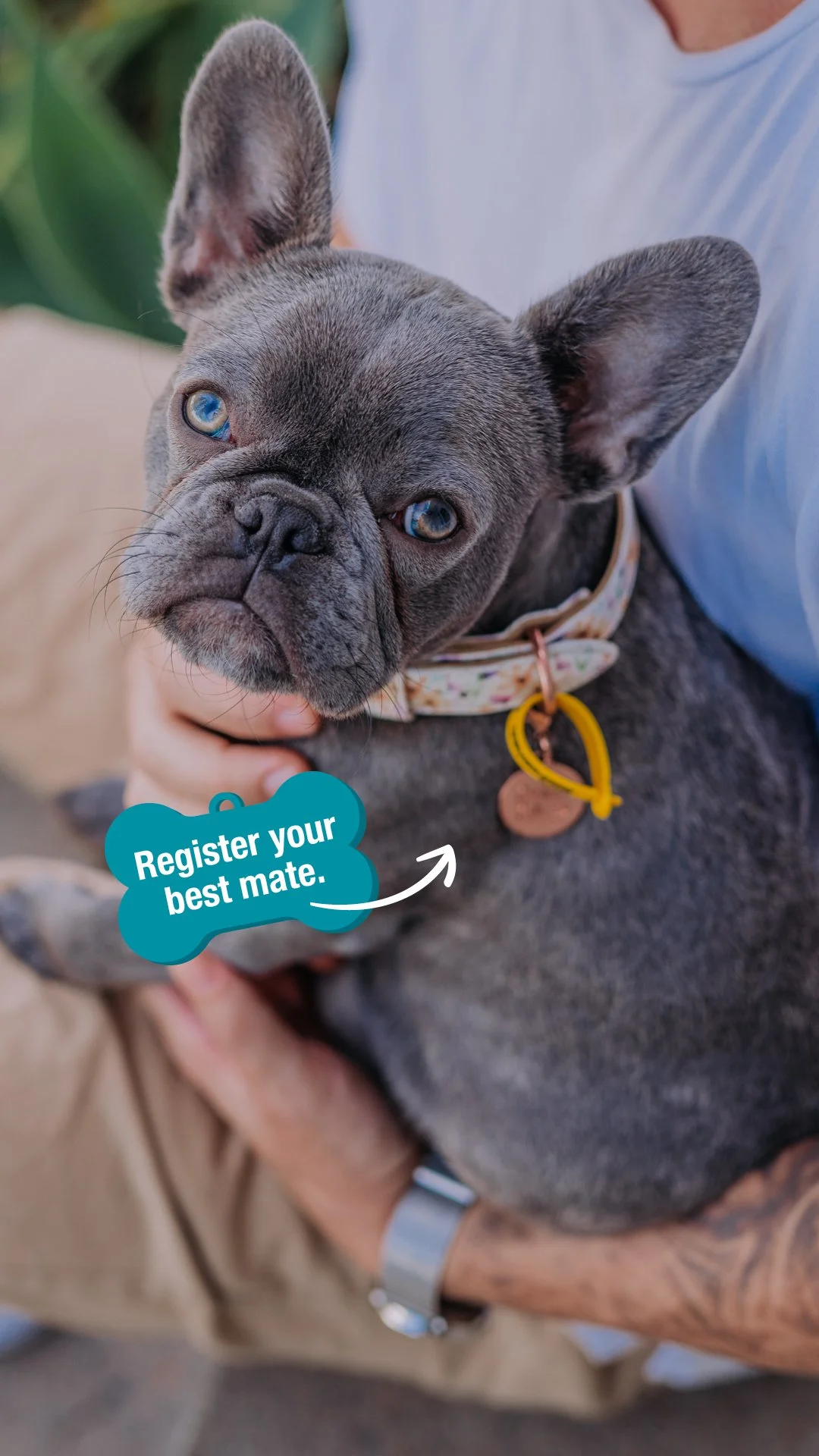 Why is Dog Registration important and valuable? — Paws at the Park ...