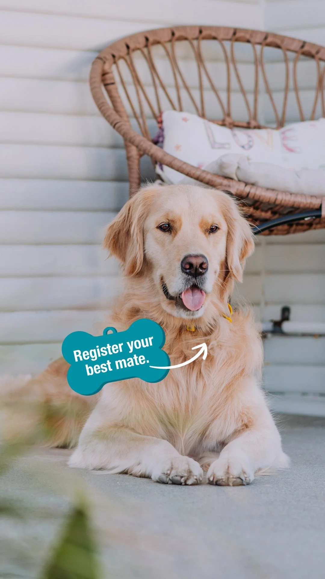 Why is Dog Registration important and valuable? — Paws at the Park ...