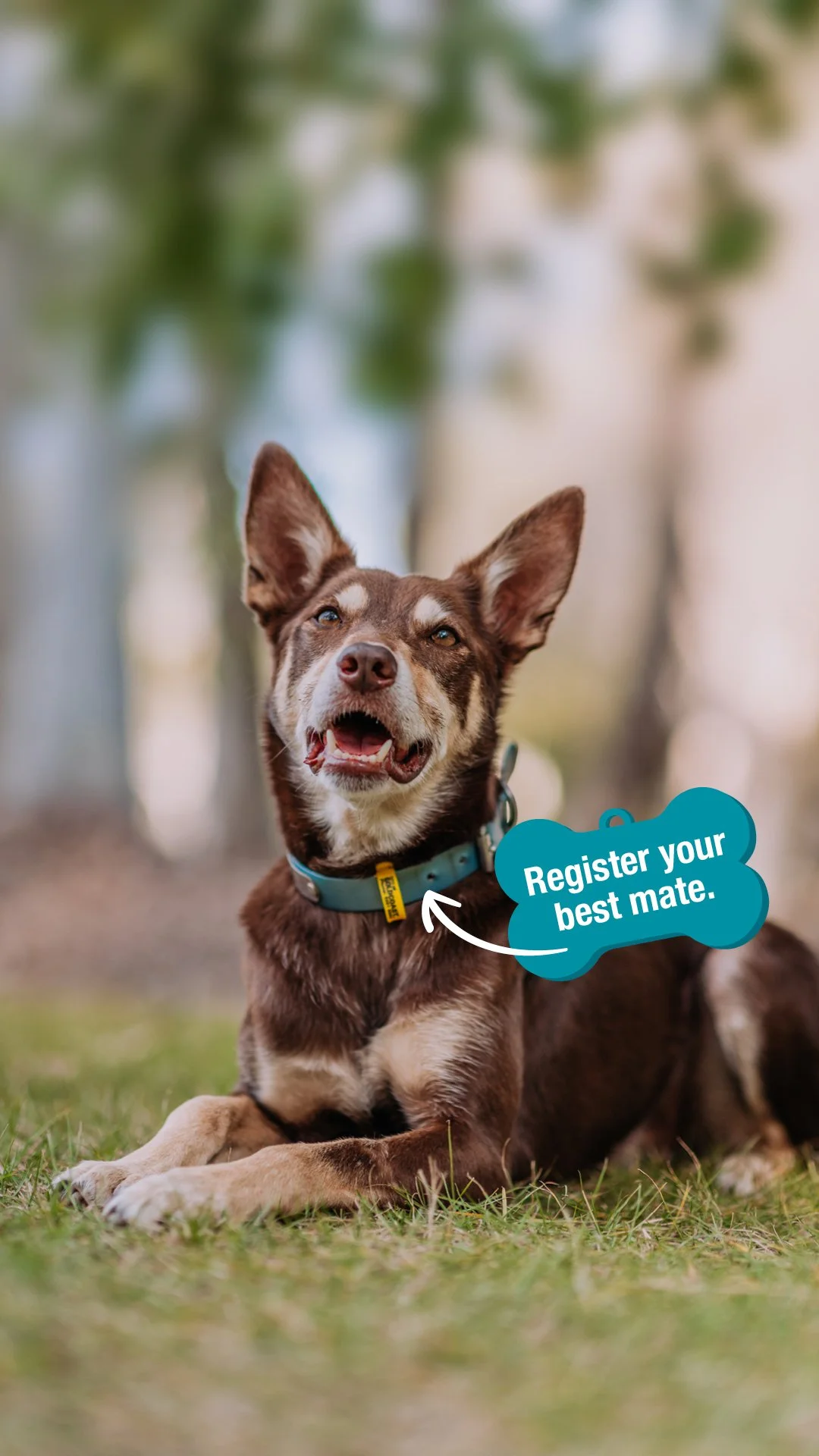 Why is Dog Registration important and valuable? — Paws at the Park ...