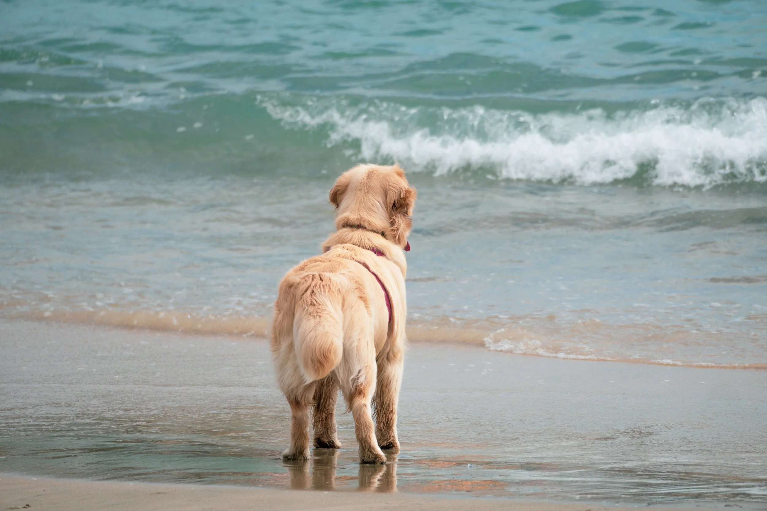 Paws in the Sand: The 3 Best Dog Beaches on the Gold Coast — Paws at ...