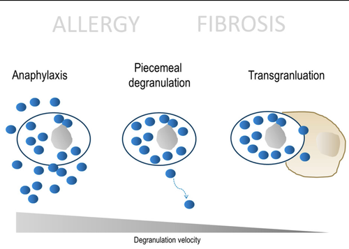 The Lesser Known Causes of Histamine & Mast Cell Conditions