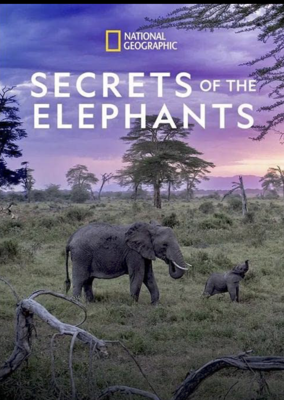 Secrets of the Elephants — Kathy Karn Photography