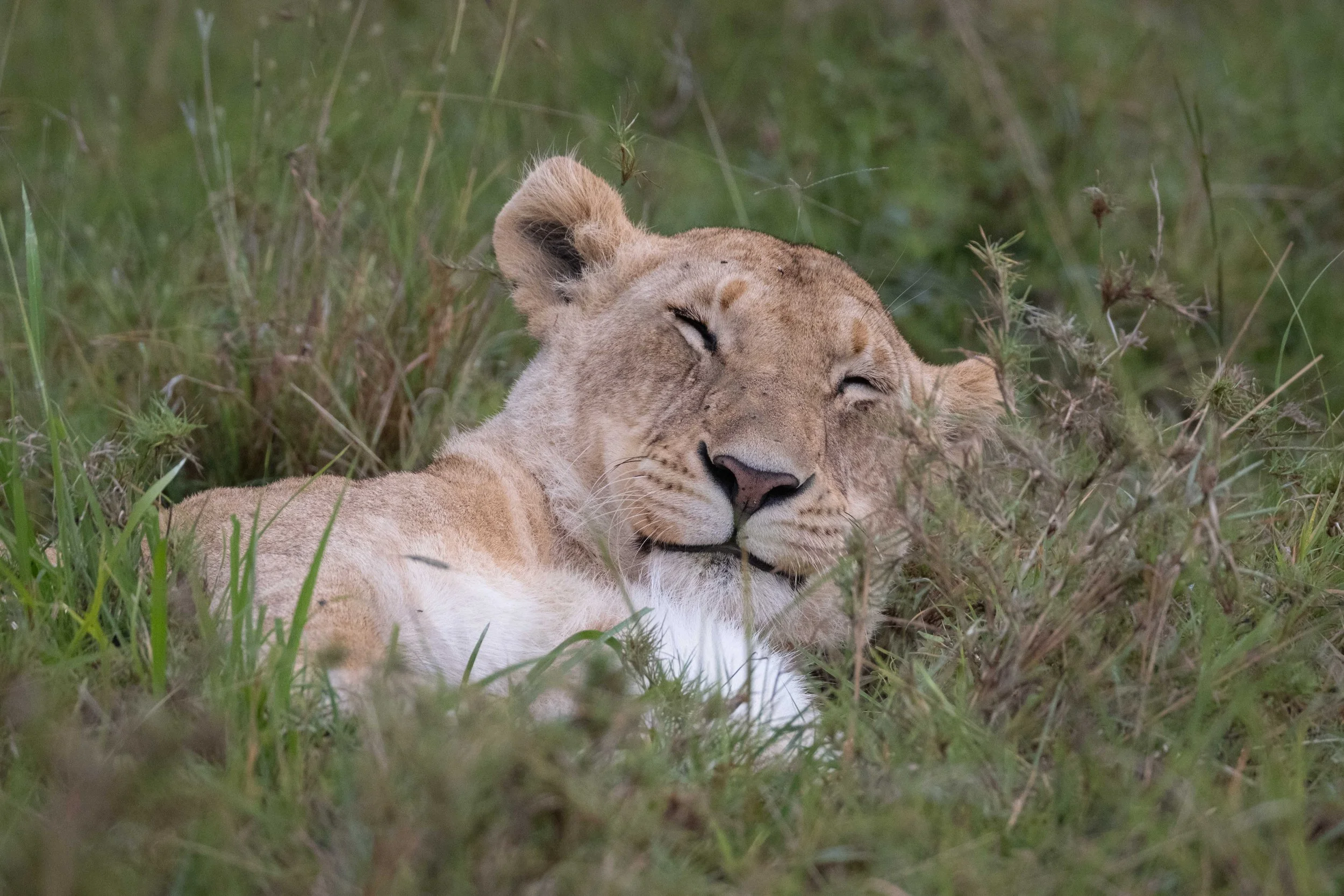 Rest is Best — Kathy Karn Photography