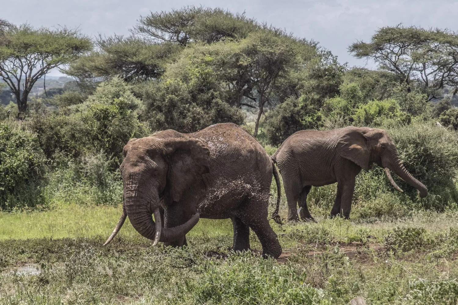 Three Big Tuskers Killed — Kathy Karn Photography
