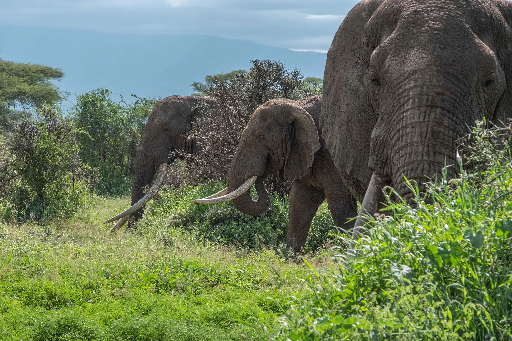 Mammoth Magic: Amboseli Elephants — Kathy Karn Photography