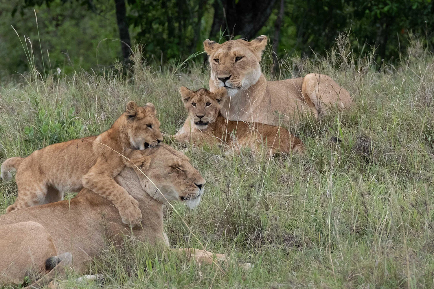 Leaping Lion Wins — Kathy Karn Photography