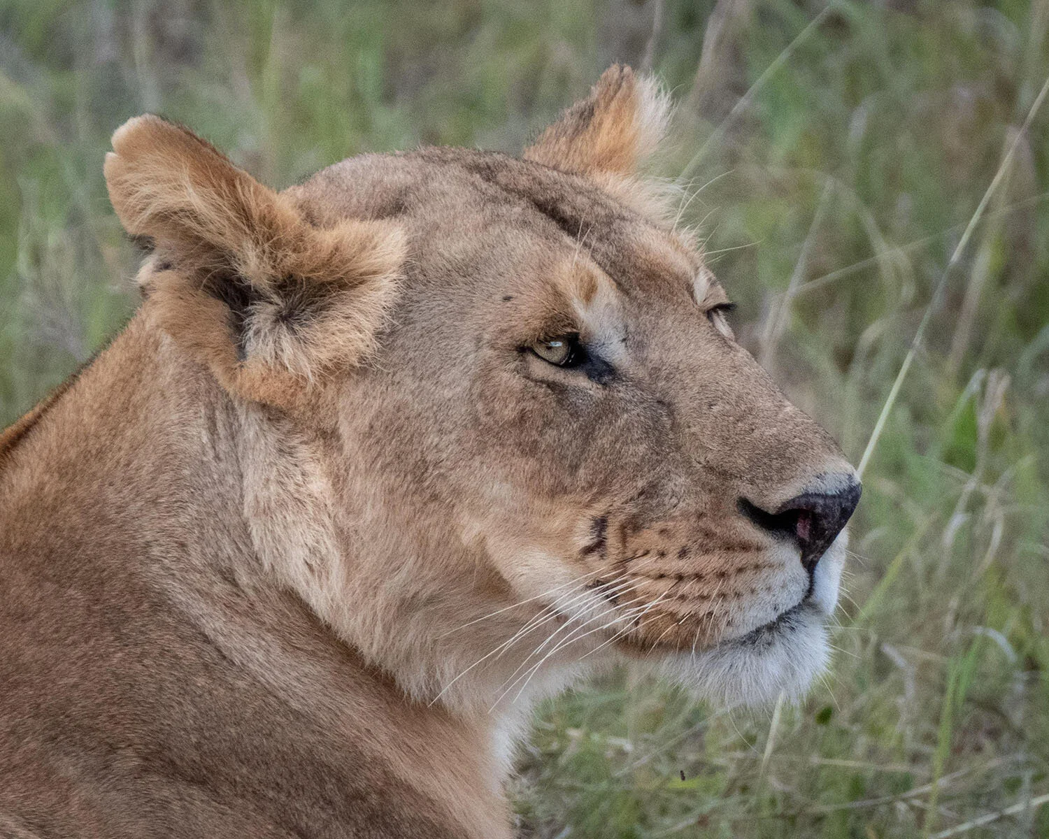 Leaping Lion Wins — Kathy Karn Photography